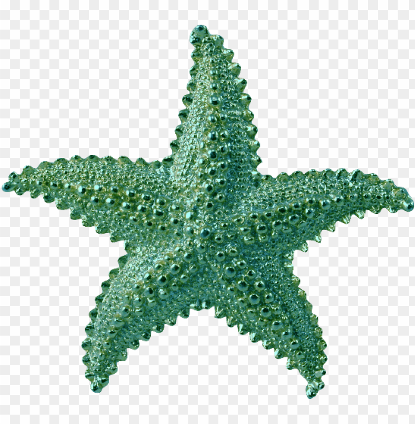 Free download | HD PNG starfish png PNG transparent with Clear ...