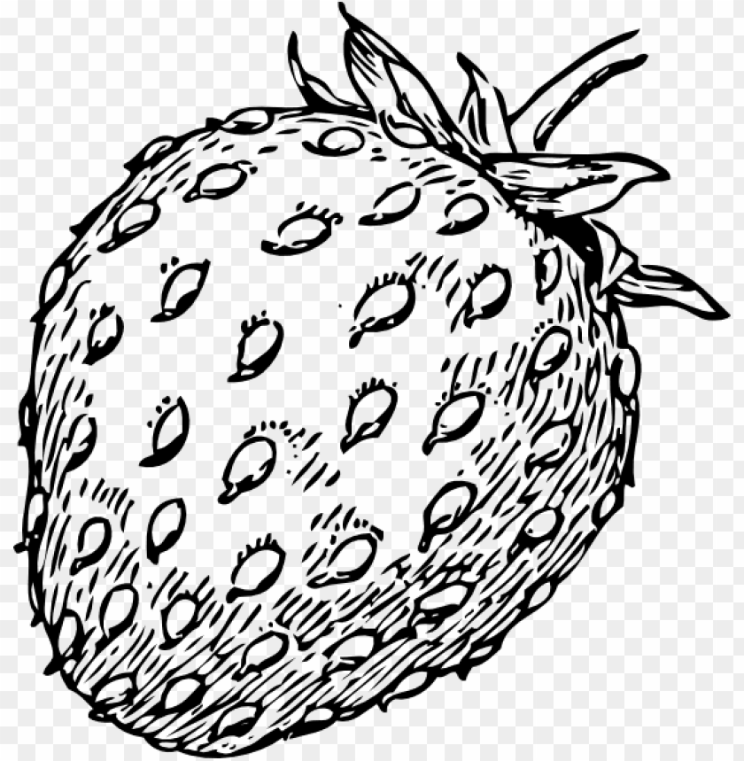 Free download | HD PNG strawberry drawing PNG transparent with Clear ...