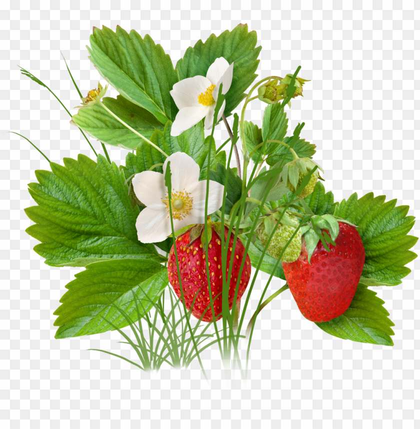 Free download | HD PNG strawberry plant png download strawberry tree ...