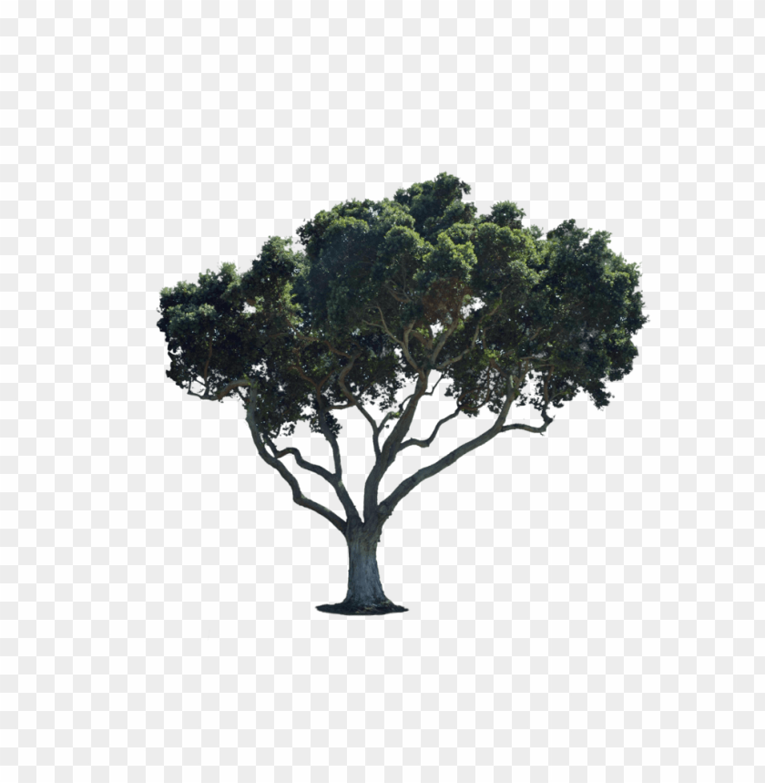 Free download | HD PNG street tree PNG transparent with Clear ...