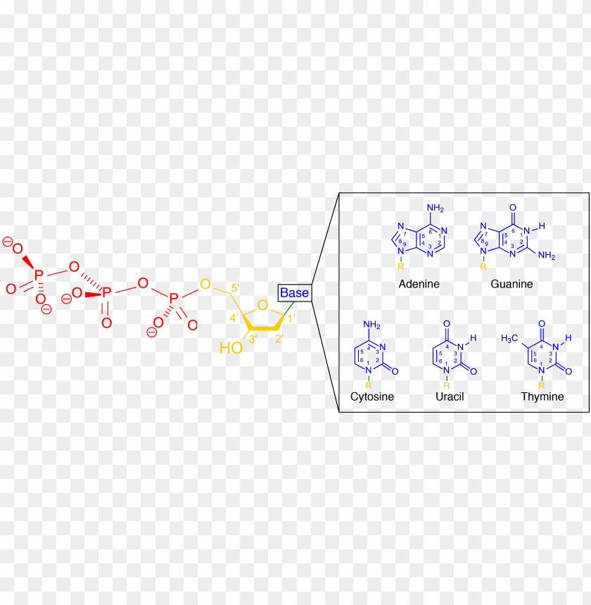 Free download | HD PNG structure of a dna nucleotide showing the ...