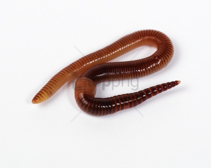 Free download | HD PNG studio white background worm wallpaper ...
