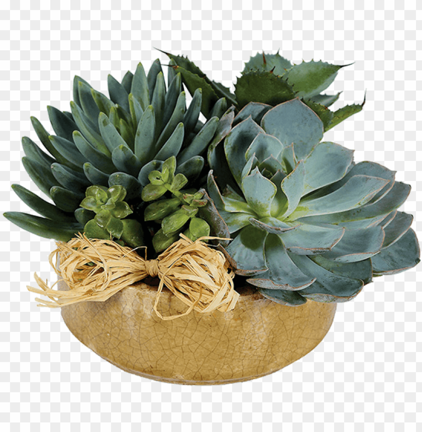 Free download | HD PNG succulent plant florists com plants succulent ...