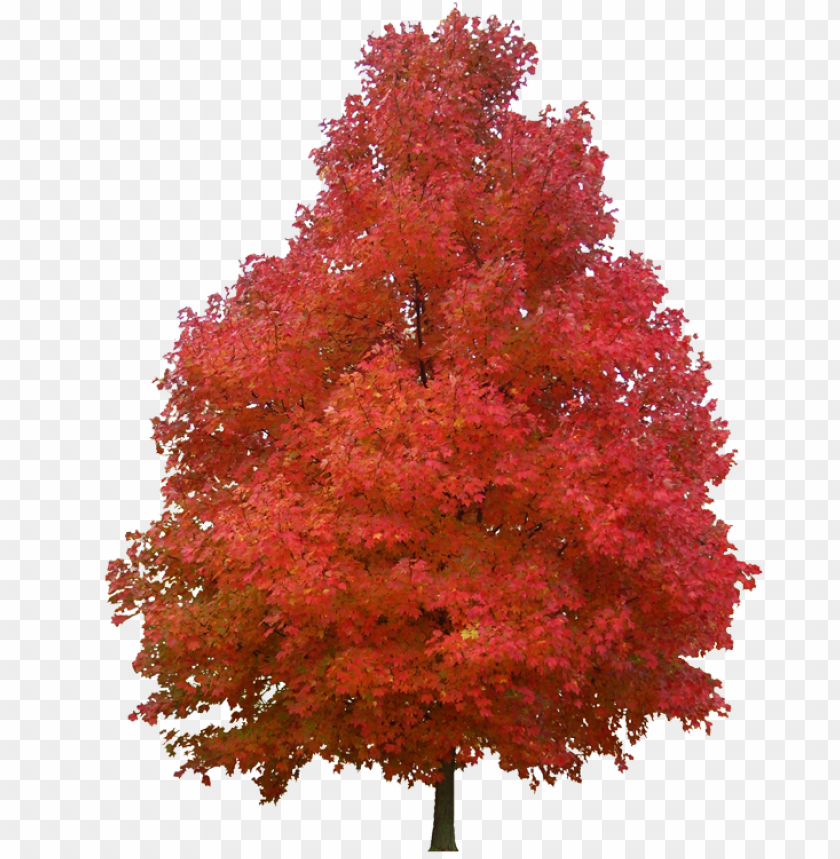 Free download | HD PNG sugar maple red maple tree paper plant sugar ...