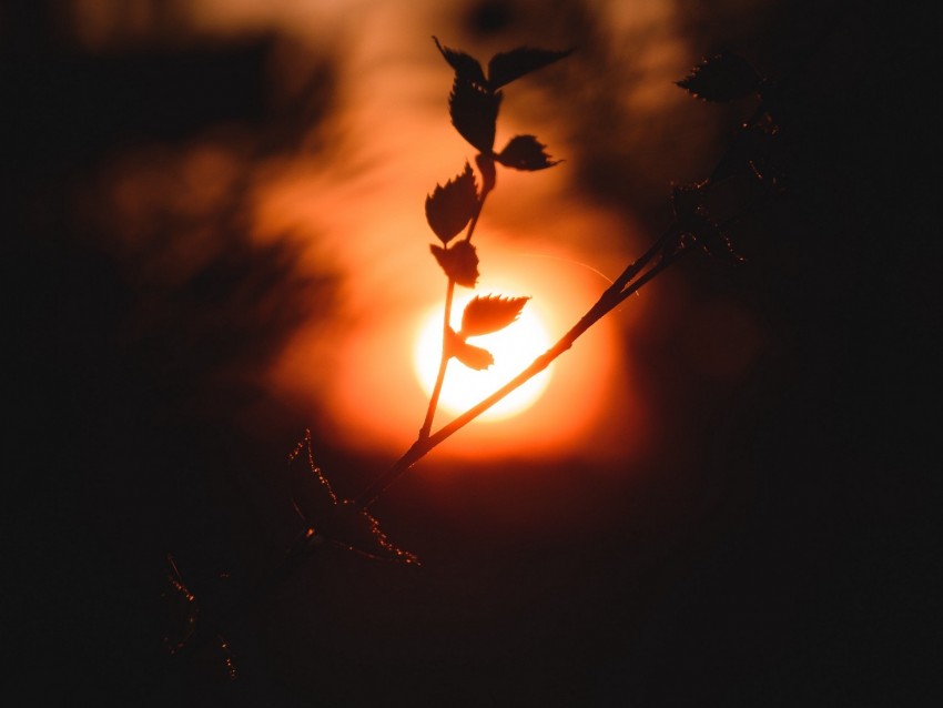 Free download | HD PNG sun branch dark sunset twilight 4k wallpaper ...
