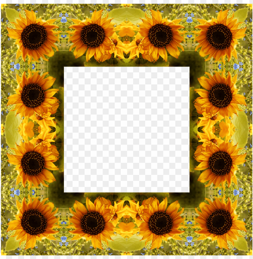 Free download | HD PNG sunflower frame png PNG transparent with Clear ...