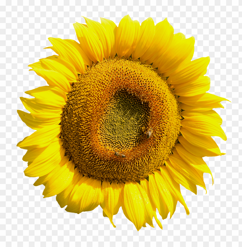 Free download | HD PNG sunflower png PNG transparent with Clear ...