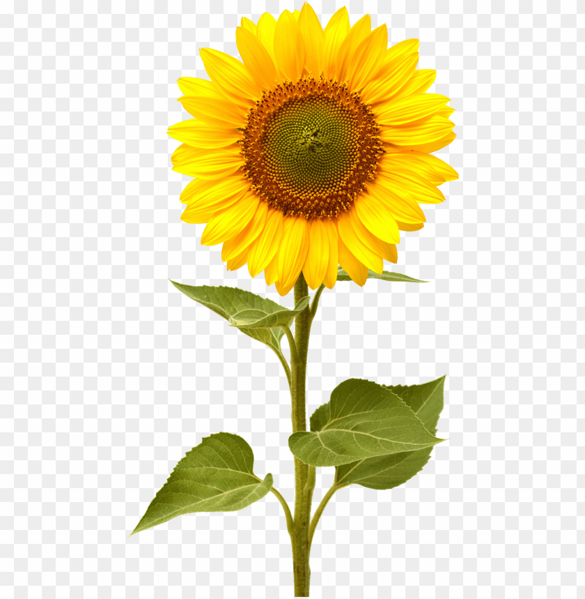 Free download | HD PNG sunflower vector png PNG transparent with Clear ...