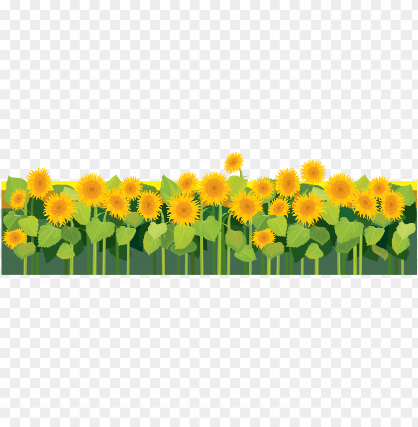 Free download | HD PNG sunflowers clip art PNG transparent with Clear ...