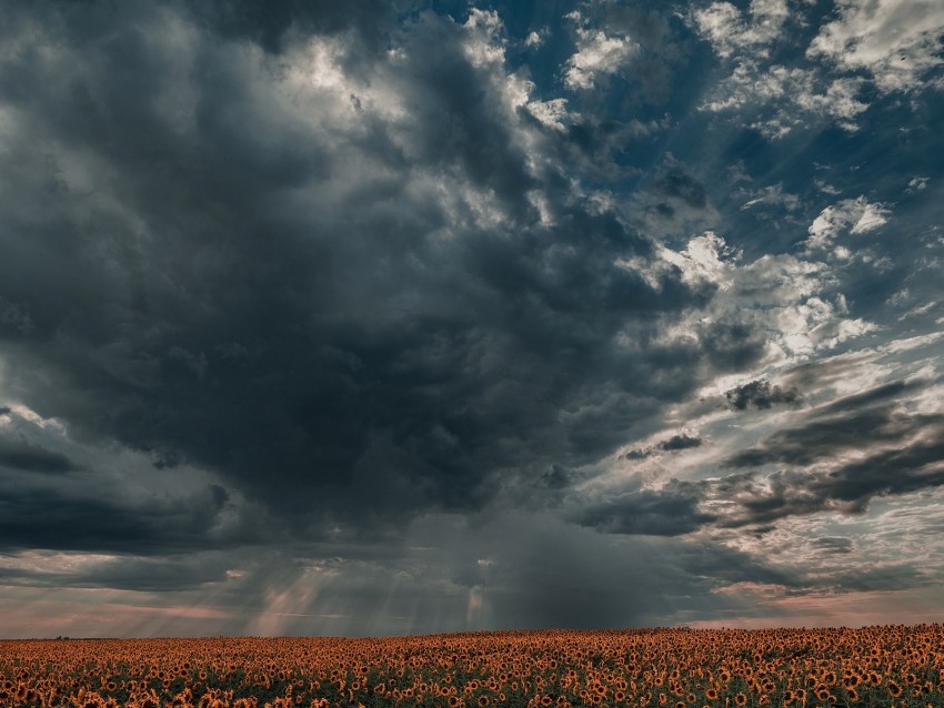 Free download | HD PNG sunflowers field clouds twilight 4k wallpaper ...