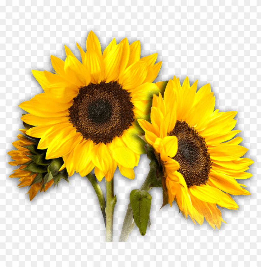 Free download | HD PNG sunflowers png transparent background sun flower ...