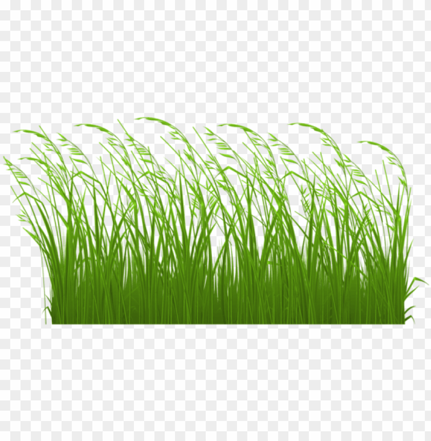 Free download | HD PNG swamp vector grass clipart royalty free library ...