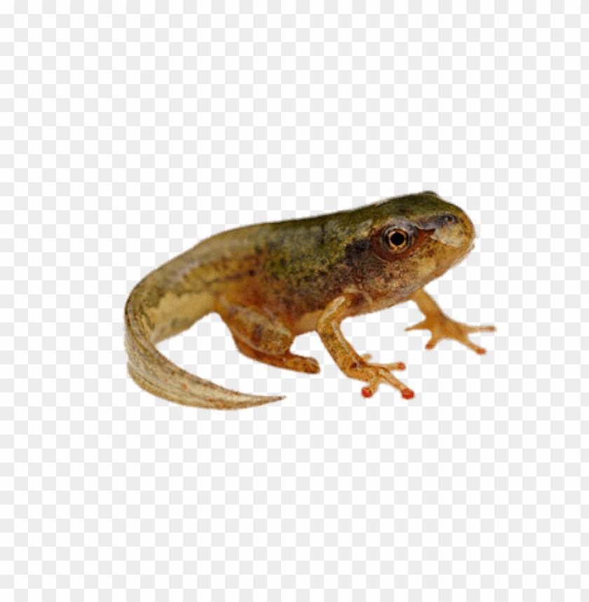Free download | HD PNG tadpole with tail | TOPpng