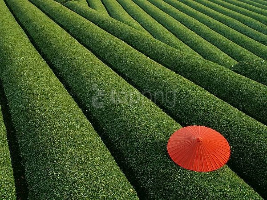 Free download | HD PNG tea fields japan background best stock photos ...