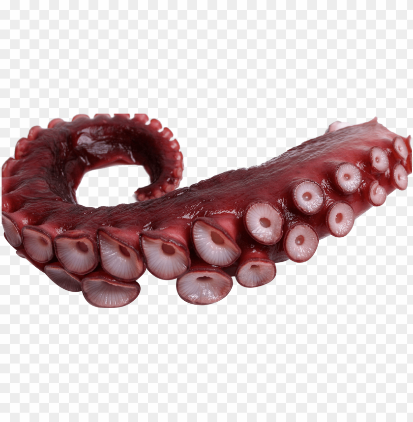 Free download | HD PNG tentacle sticker octopus tentacles PNG transparent with Clear Background ...