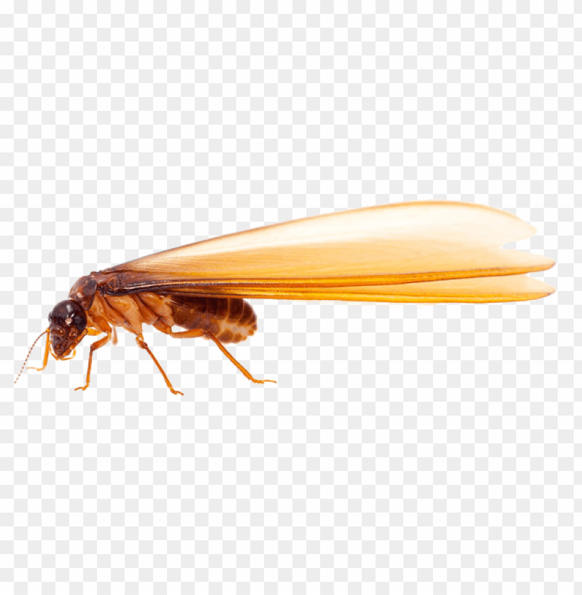 Free download | HD PNG flying termite insect with translucent wings png ...