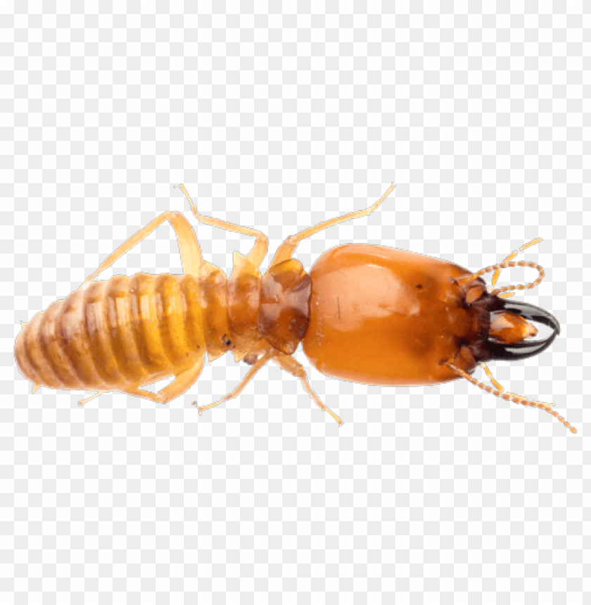 Free download | HD PNG orange termite insect in close up png | TOPpng