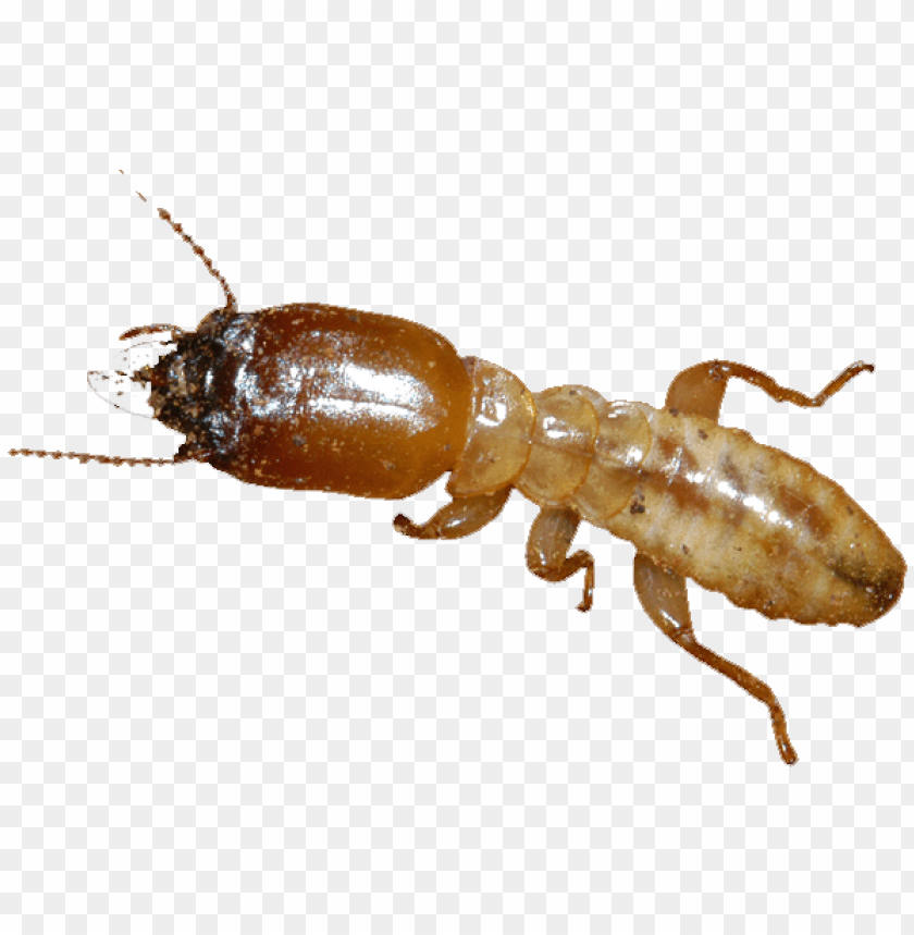 Free download | HD PNG termite insect in action brown color png | TOPpng