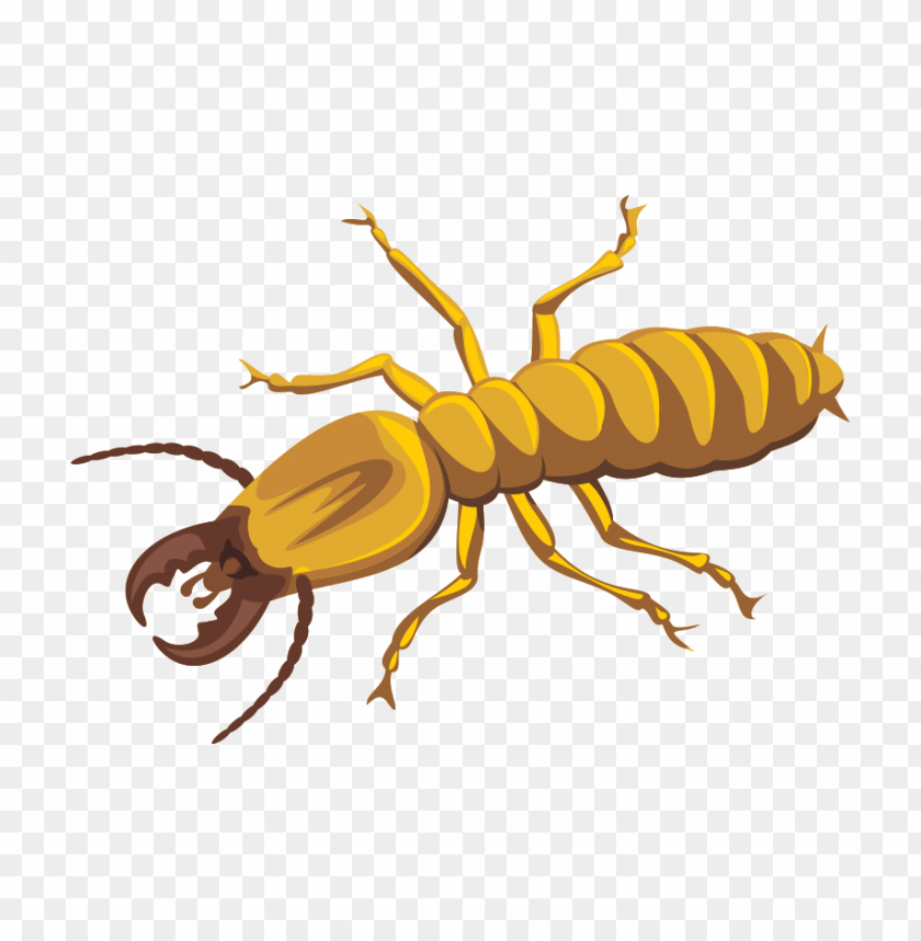 Free download | HD PNG termite insect in yellowish color with sharp ...