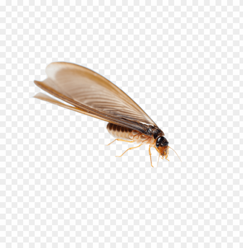 Free download | HD PNG flying termite with transparent wings png | TOPpng