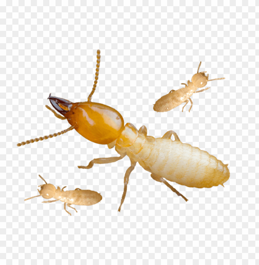 Free download | HD PNG detailed yellow termite with nest png | TOPpng