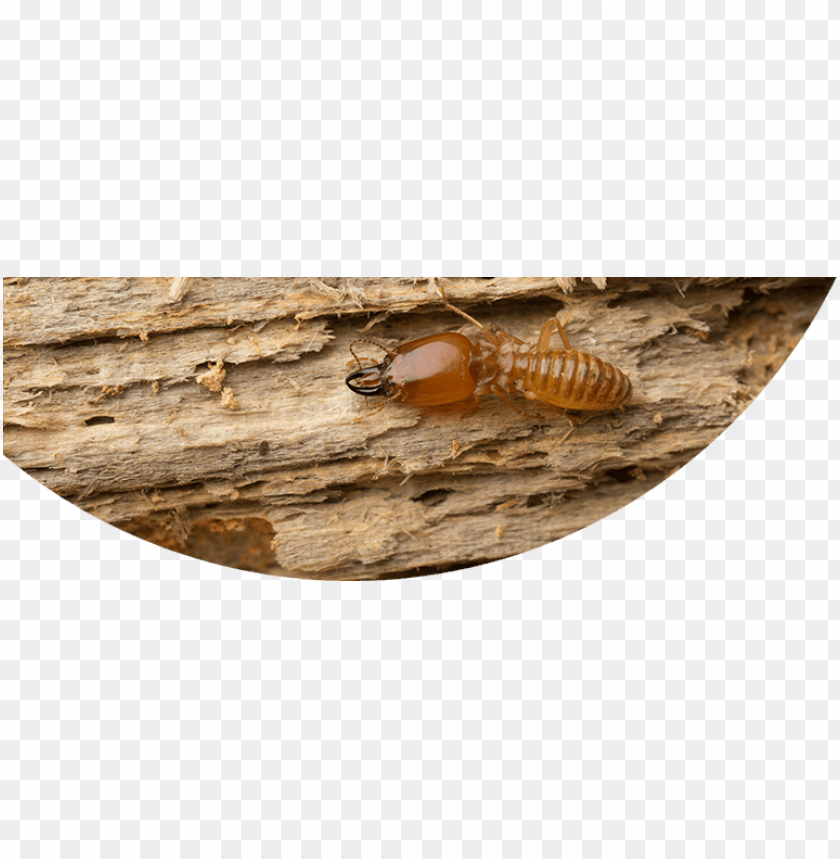 Free download | HD PNG termite infesting a wooden surface png | TOPpng