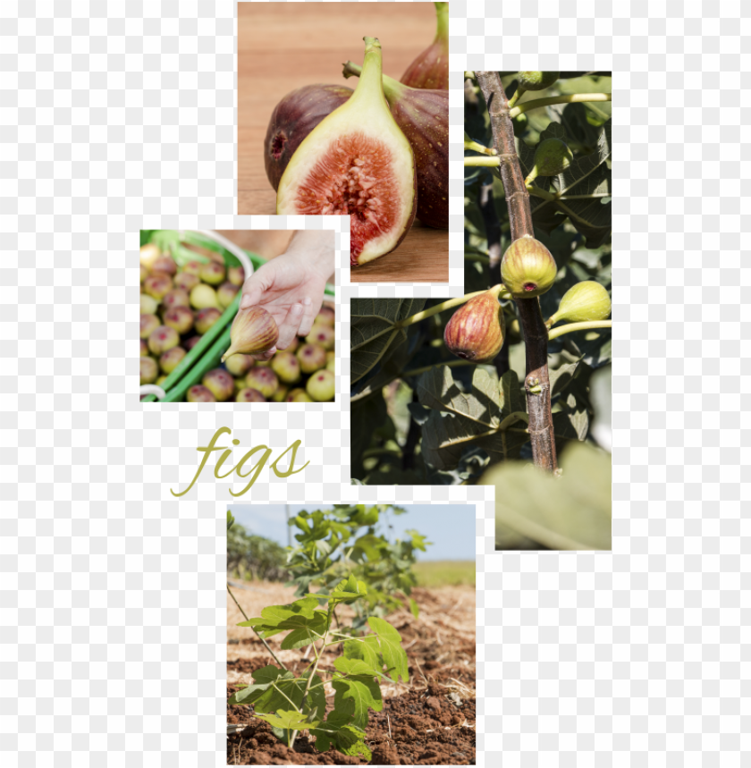 Free download | HD PNG there is only one commercial variety cultivated ...
