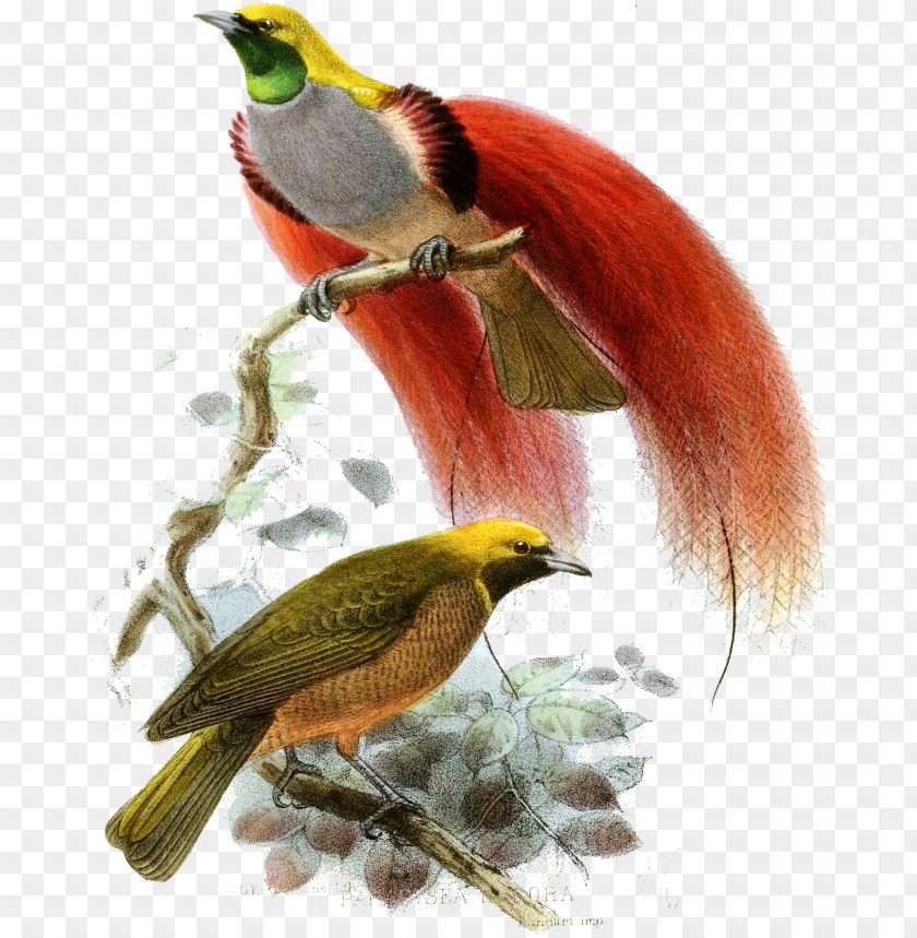 Free download | HD PNG this article is part of project paradisaeidae a ...