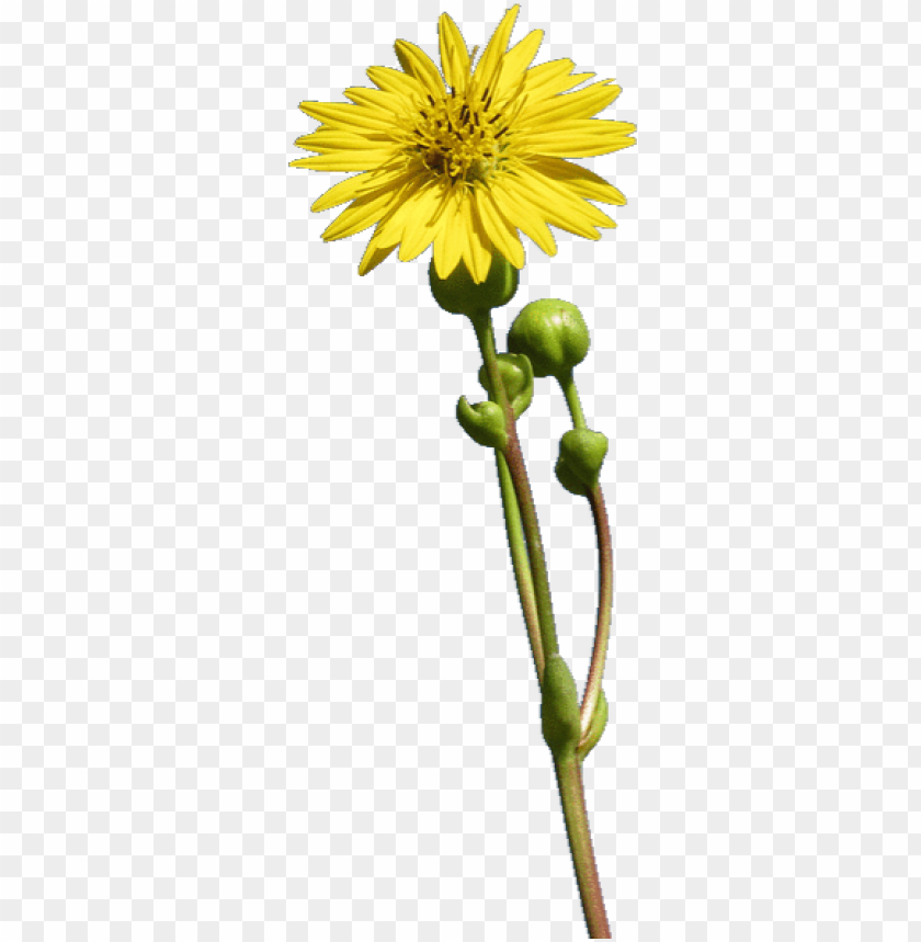 Free download | HD PNG this plant has a long 2 to 5 foot stem with a ...