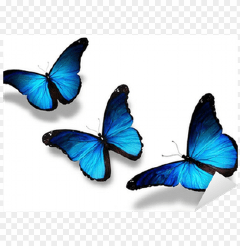 Free download | HD PNG three blue butterflies flying isolated on white ...