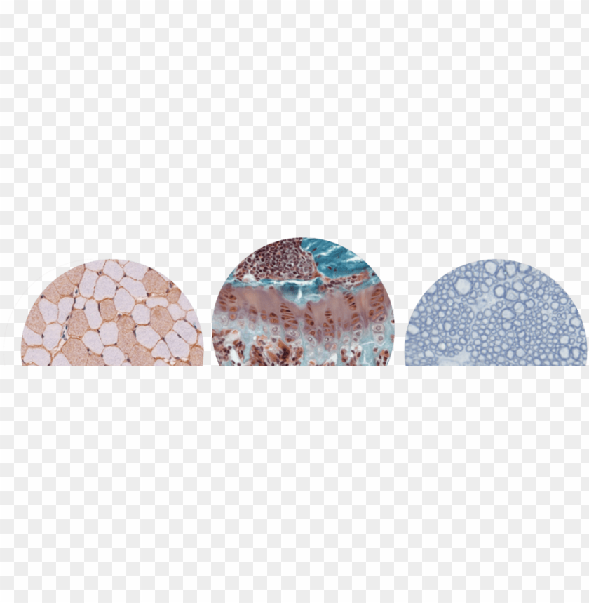 Free download | HD PNG three tissues circles PNG transparent with Clear ...