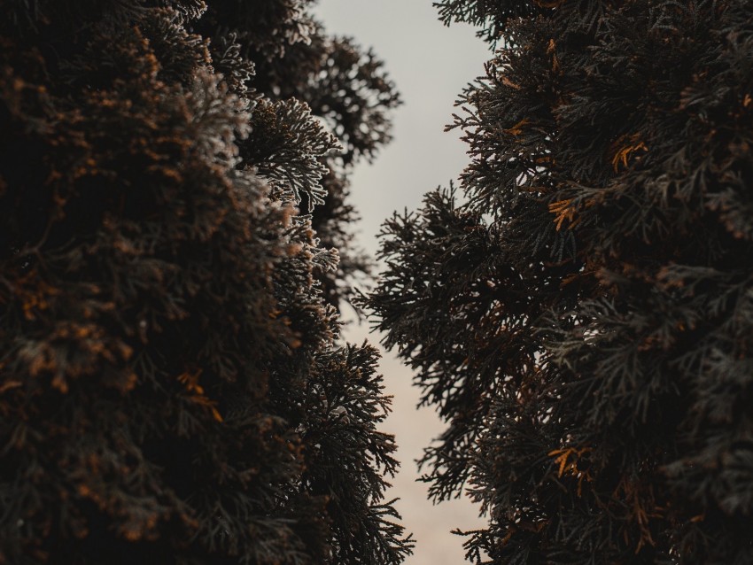 Evergreen Trees Forest Tumblr