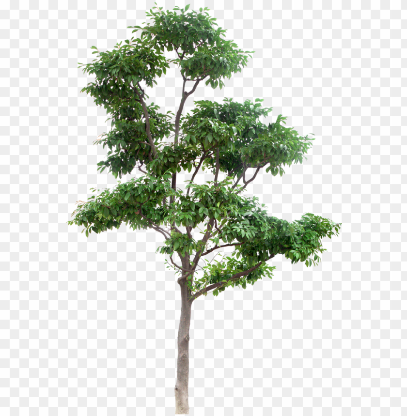 Free download | HD PNG thumb image multi stem tree PNG transparent with ...