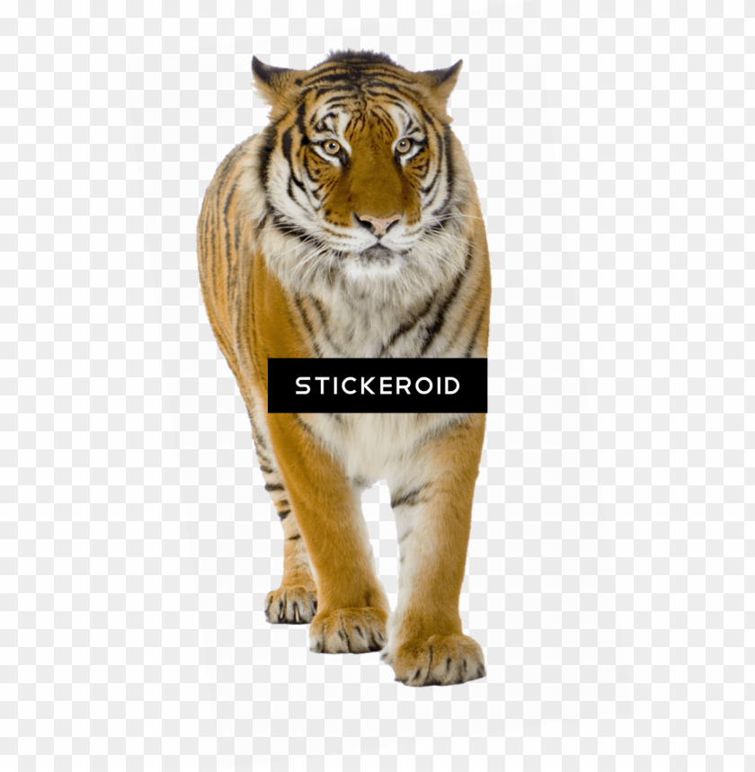 Free download | HD PNG tiger tigers tiger front view PNG transparent ...