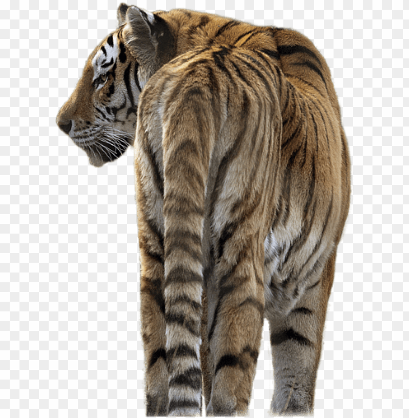 Free download | HD PNG tiger transparent tiger PNG transparent with ...