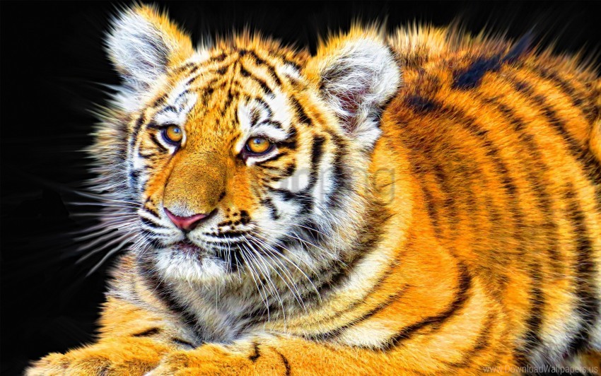Free download | HD PNG tiger wallpaper background best stock photos ...