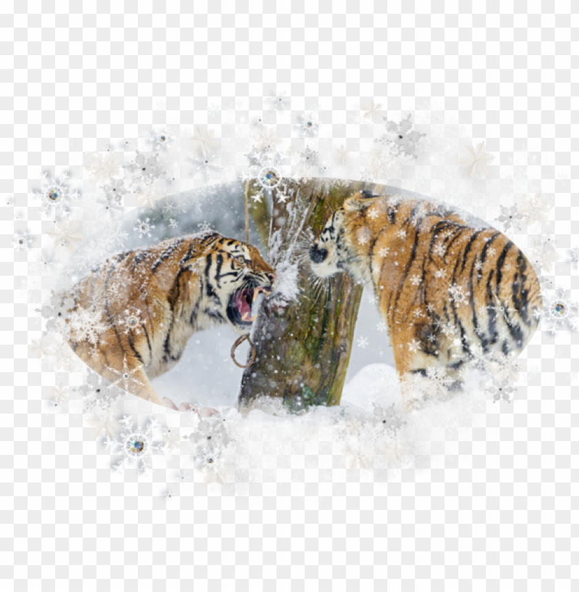 Free download | HD PNG tigers tiger PNG transparent with Clear ...
