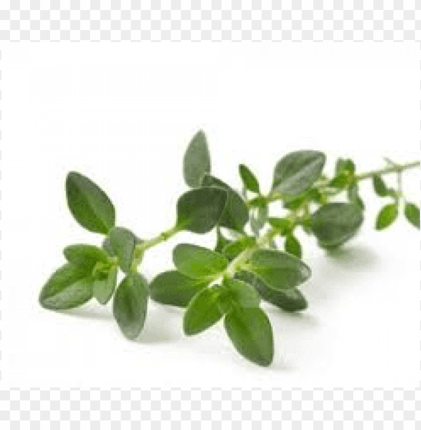 Free download | HD PNG timo PNG transparent with Clear Background ID ...