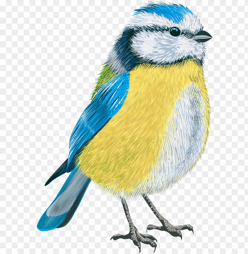 Free download | HD PNG tit vector PNG transparent with Clear Background ...