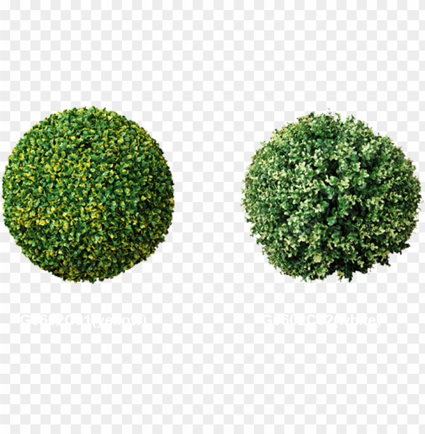 Free download | HD PNG topiary trees balls factory ball hedge PNG ...