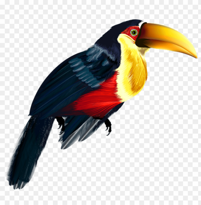 Free download | HD PNG toucan transparent png images background - Image ...