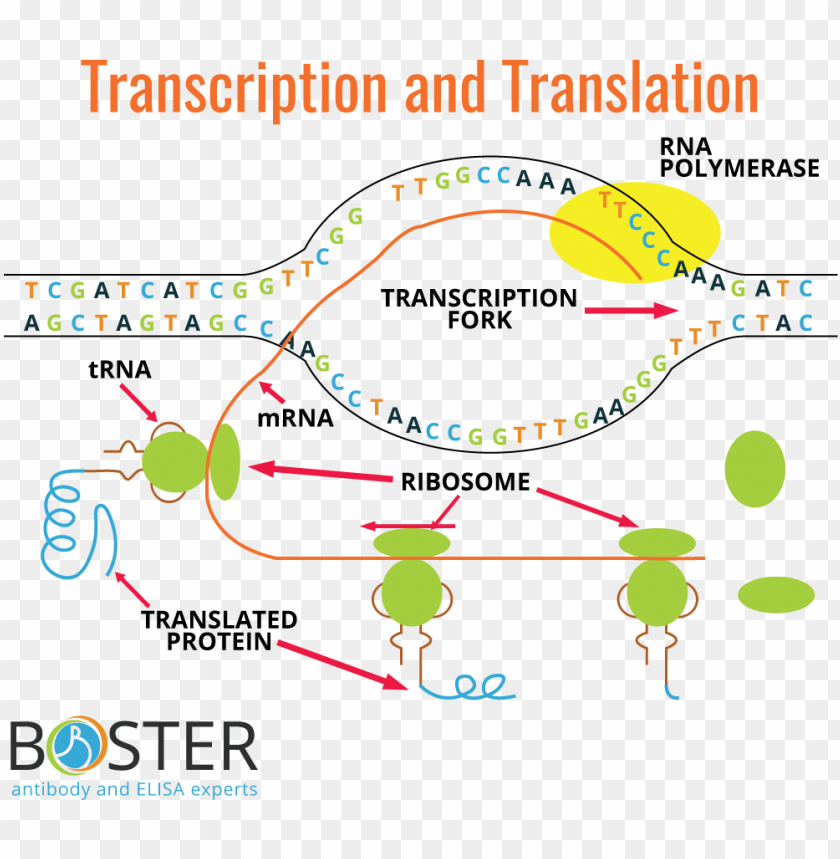 Free download | HD PNG transcription and translation process diagram ...