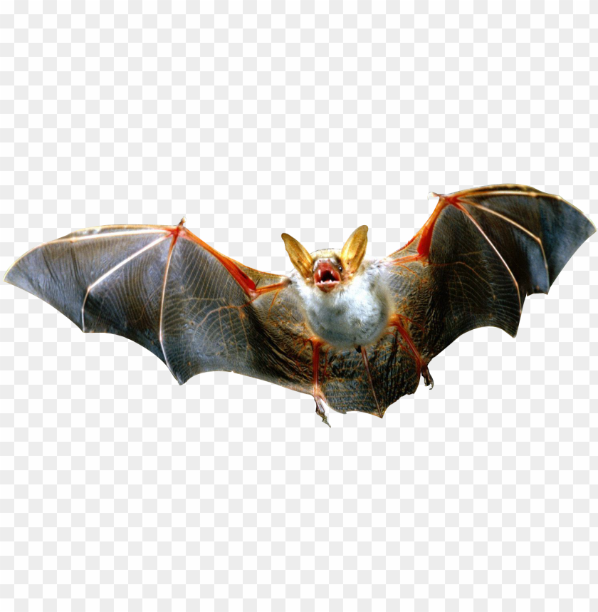 Free download | HD PNG transparent background bats PNG transparent with ...