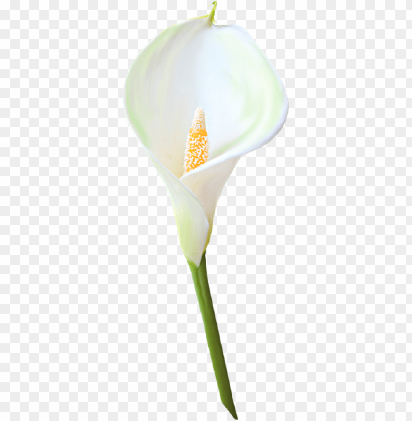 Free download | HD PNG PNG image of transparent calla lily flower with ...