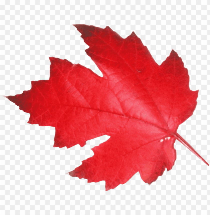 Free download | HD PNG transparent canadian maple leaf PNG transparent ...