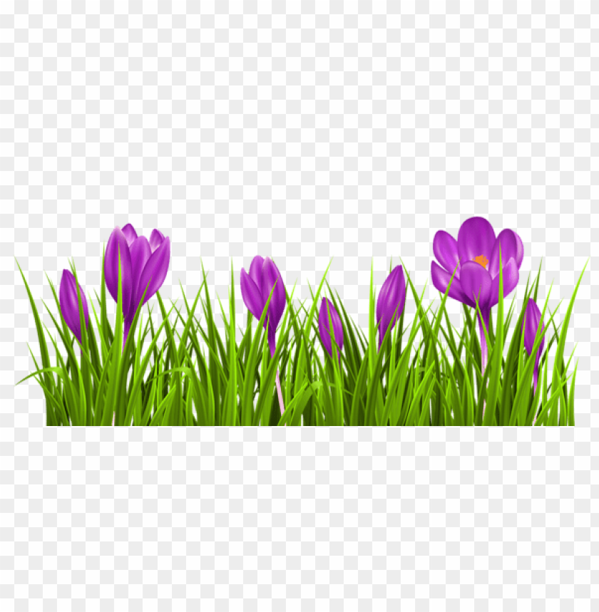 Free download | HD PNG PNG image of transparent crocus grasspicture ...