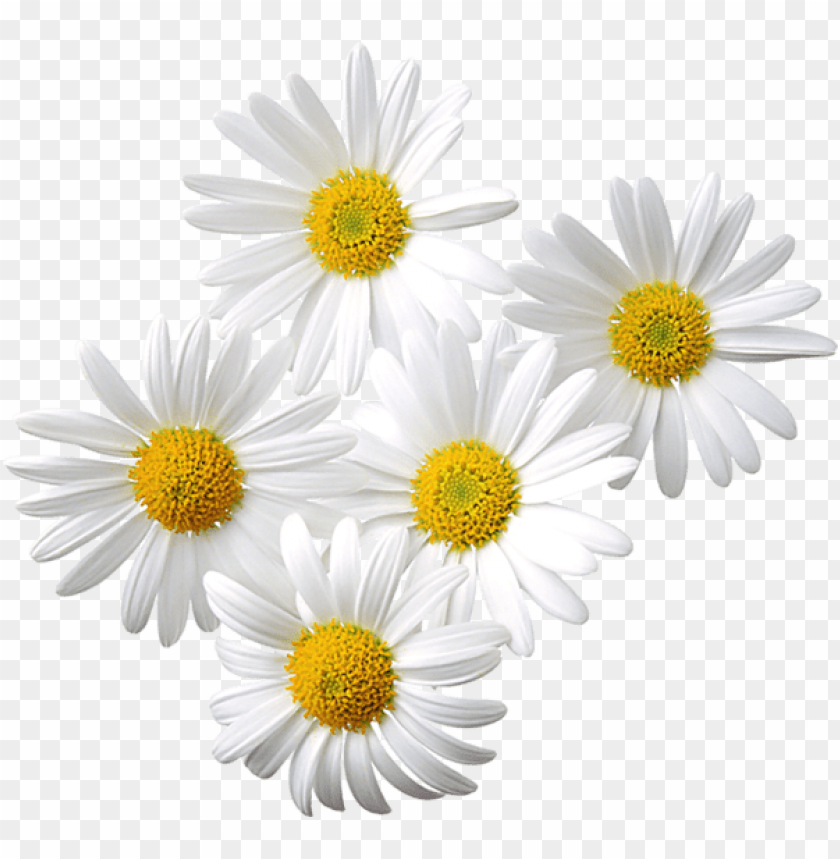 Free download | HD PNG PNG image of transparent daisies with a clear ...