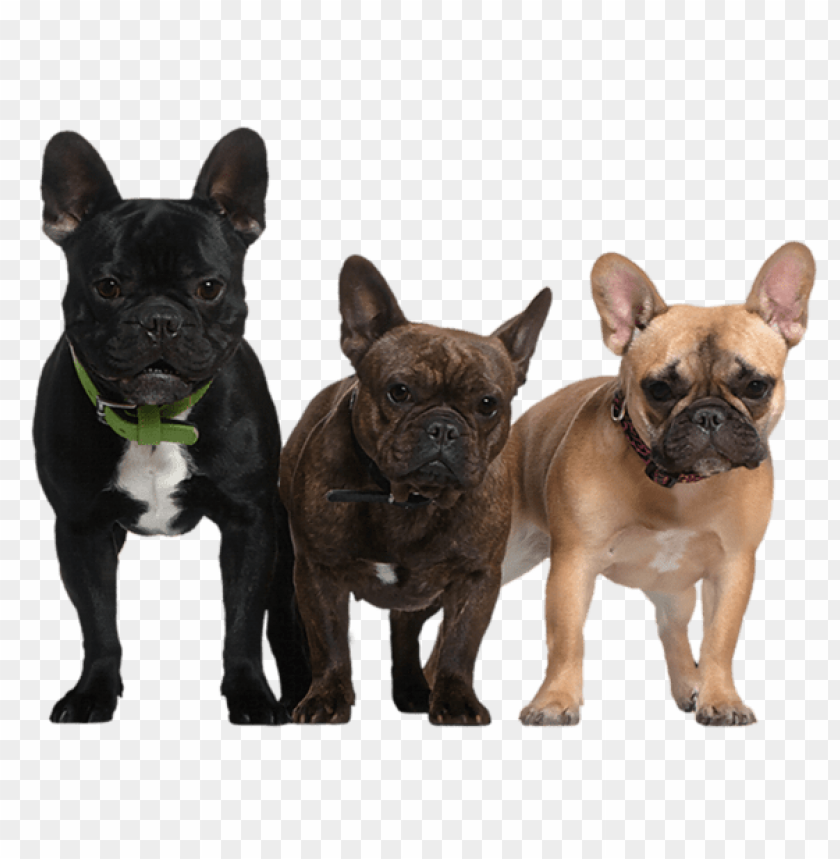 Free download | HD PNG transparent dogs picture | TOPpng