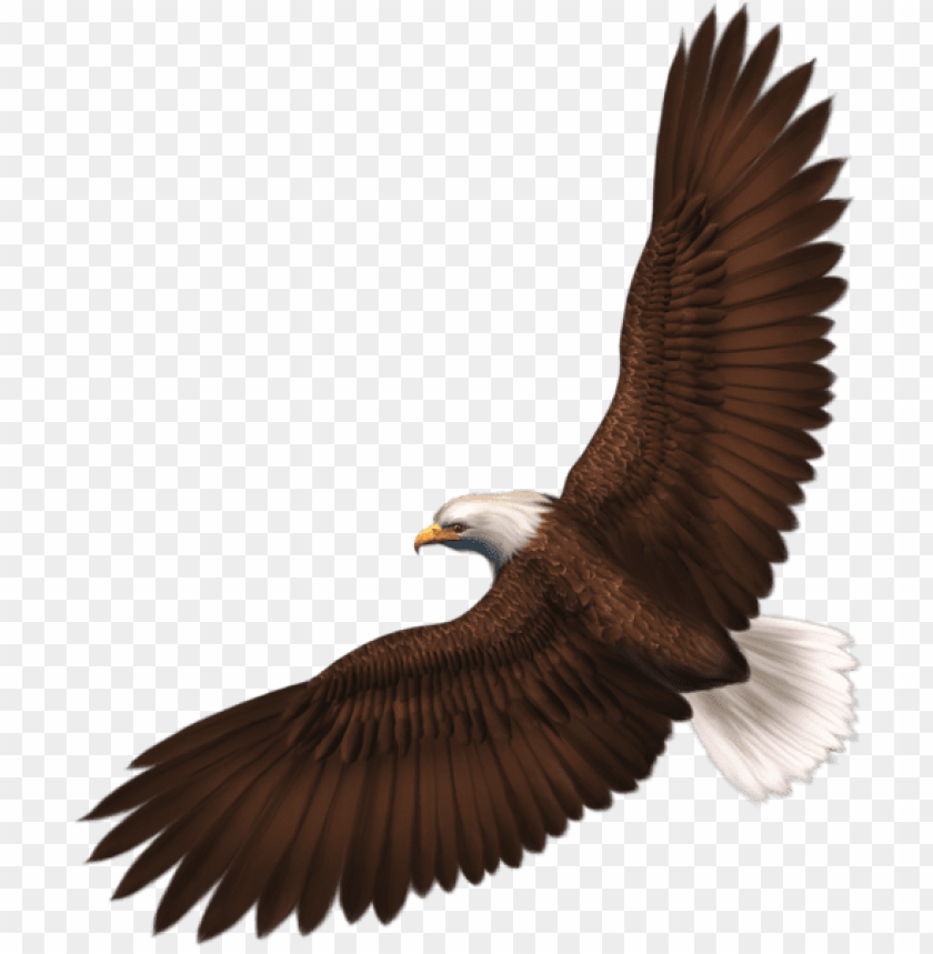 Free download | HD PNG transparent eagle | TOPpng