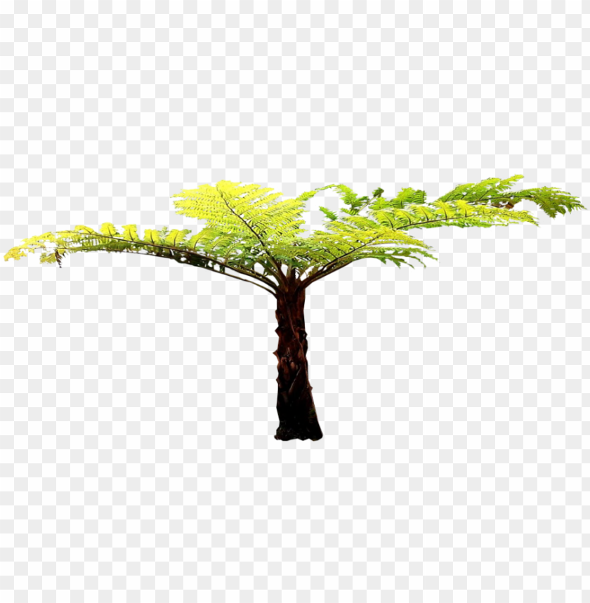 Free download | HD PNG transparent fern tree tree fern cut out PNG ...